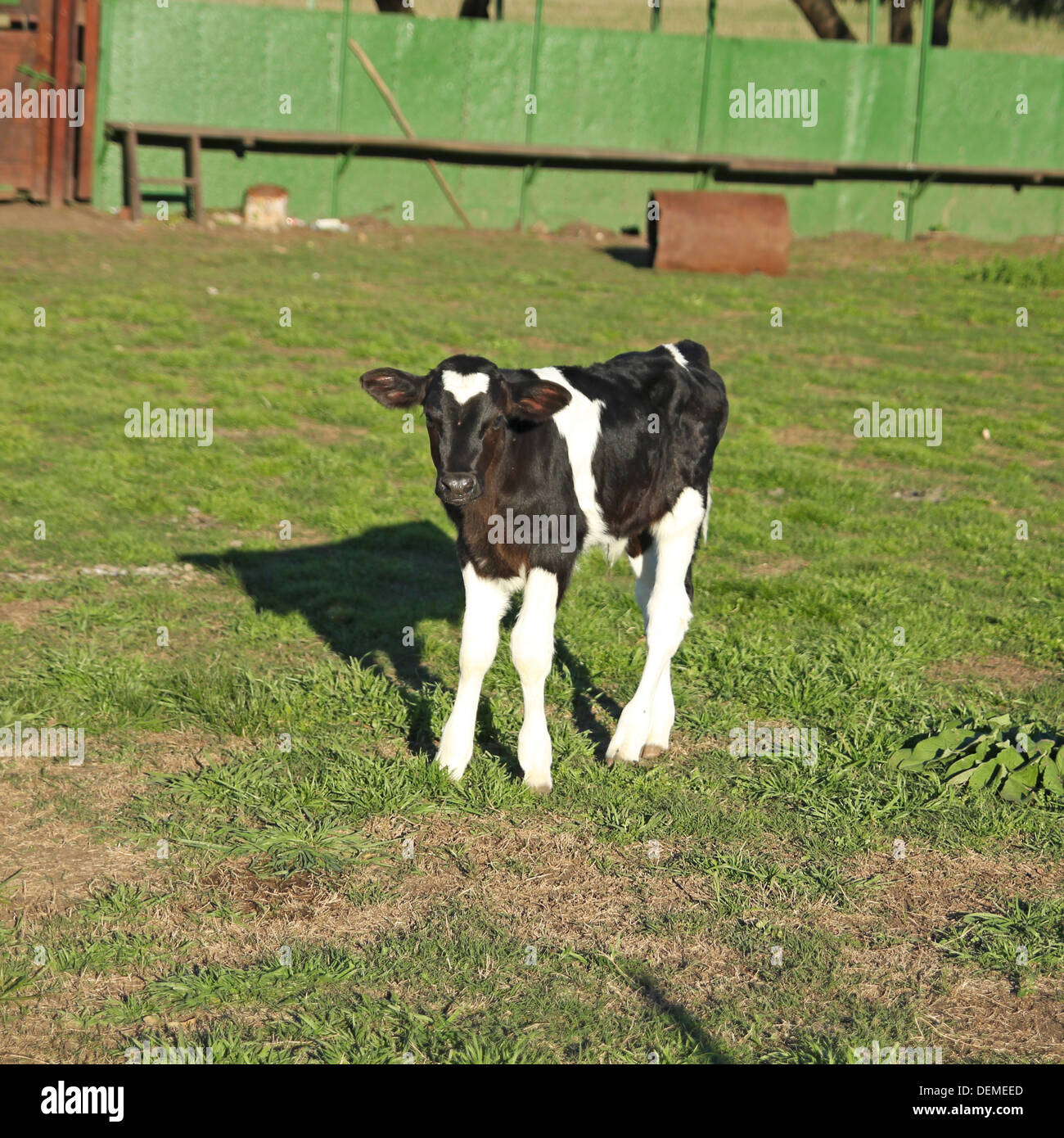 Small calf leather black hi-res stock photography and images - Alamy