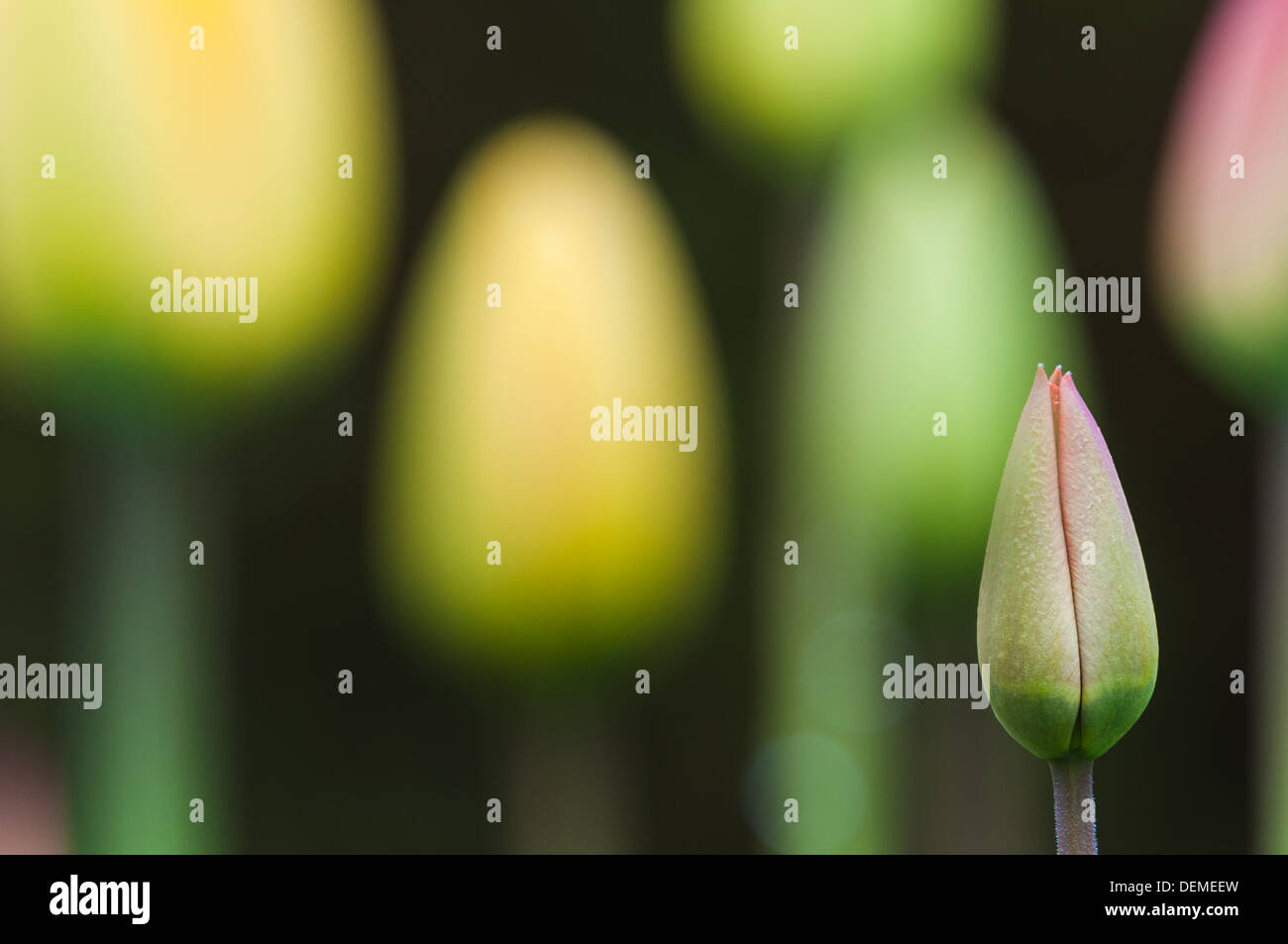 Tulip flower bud ready to open, Sweden Stock Photo - Alamy