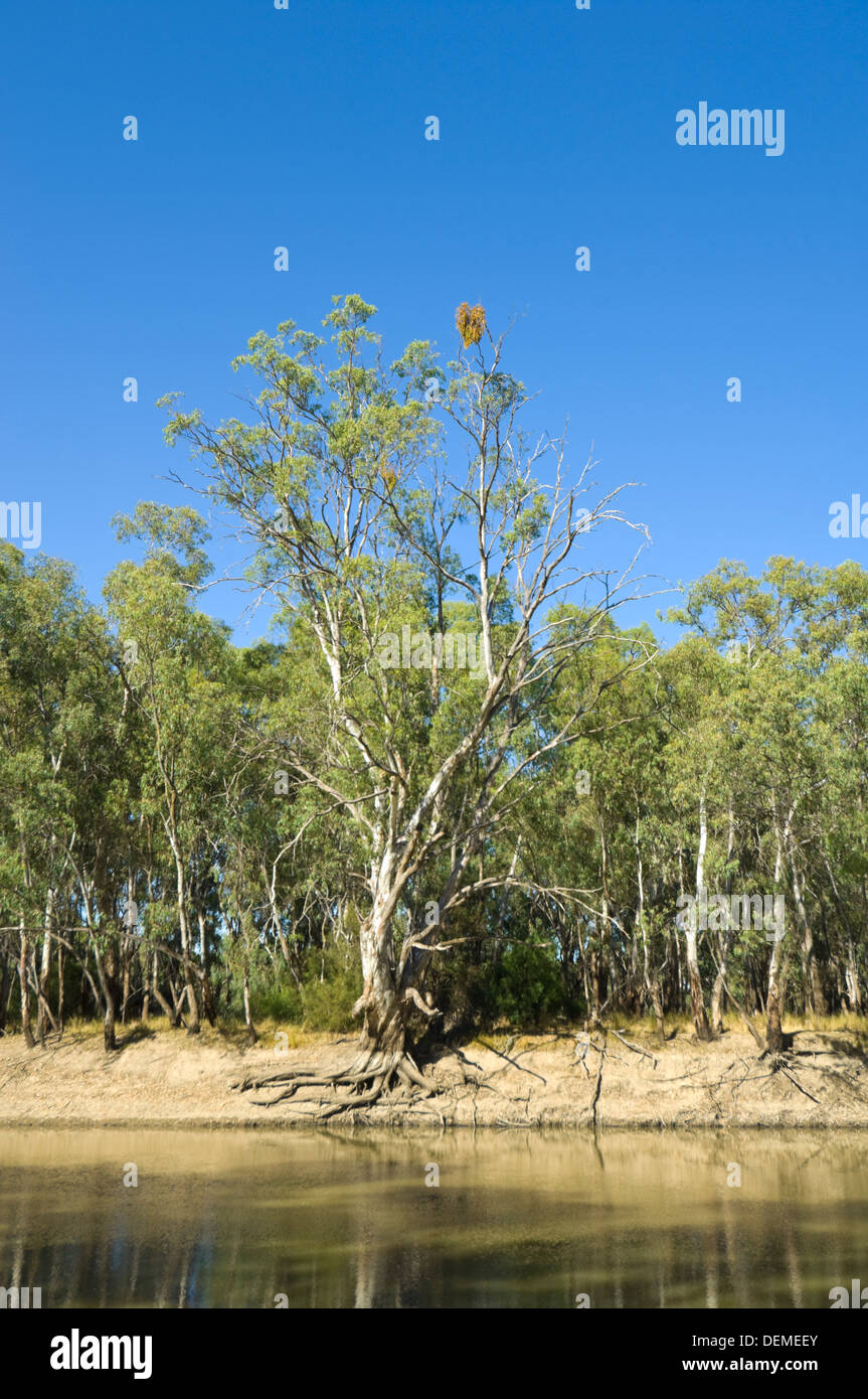 Gum trees australia hi-res stock photography and images - Alamy