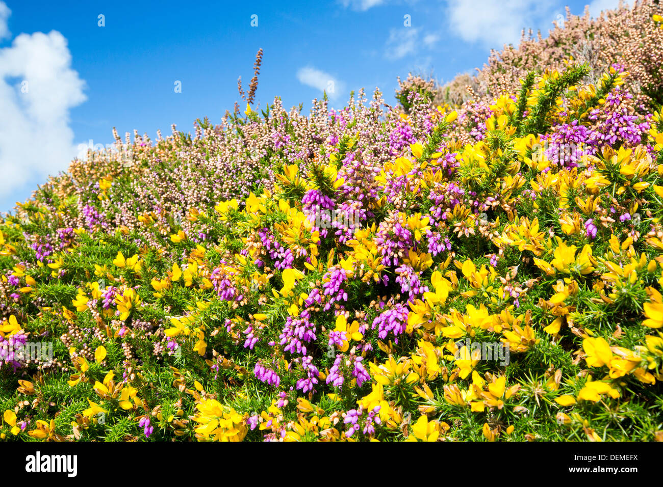Cornwall Coast Gorse Heather Stock Photos & Cornwall Coast Gorse ...