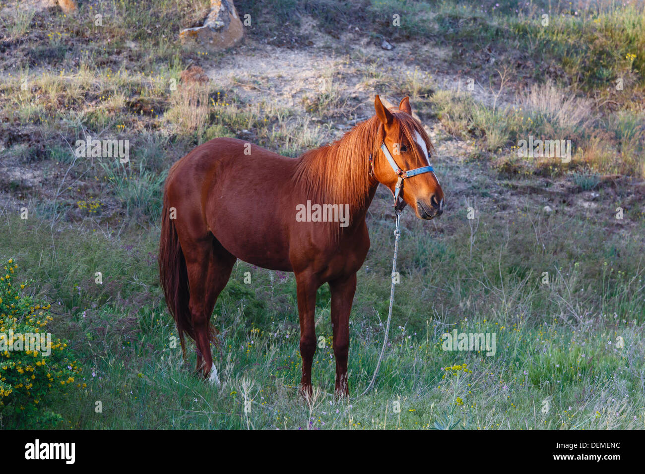 Grazed High Resolution Stock Photography and Images - Alamy
