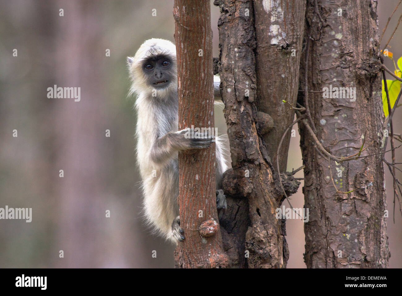 Monkey in tree in india hi-res stock photography and images - Alamy