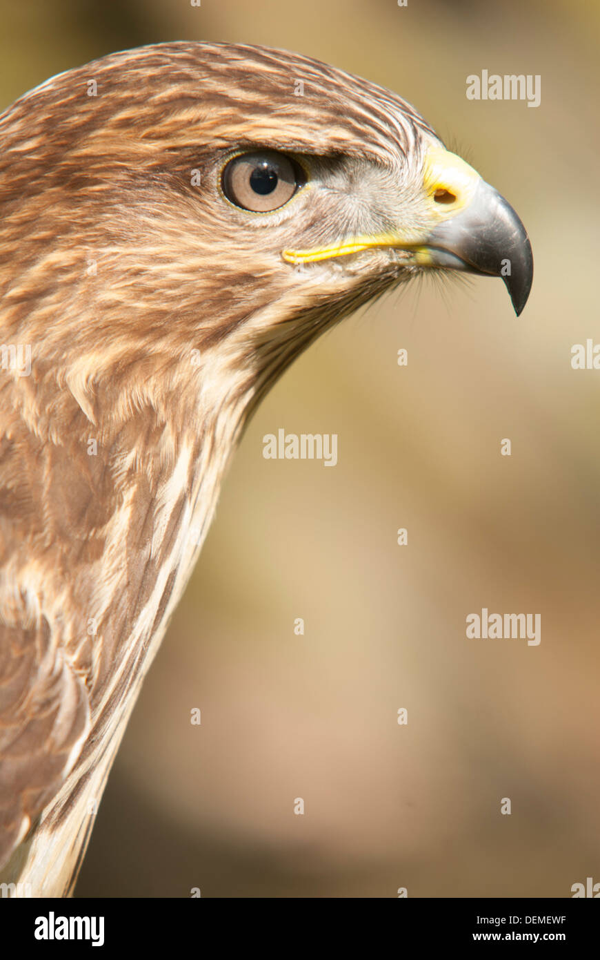 Head and shoulders of Buzzard Stock Photo - Alamy
