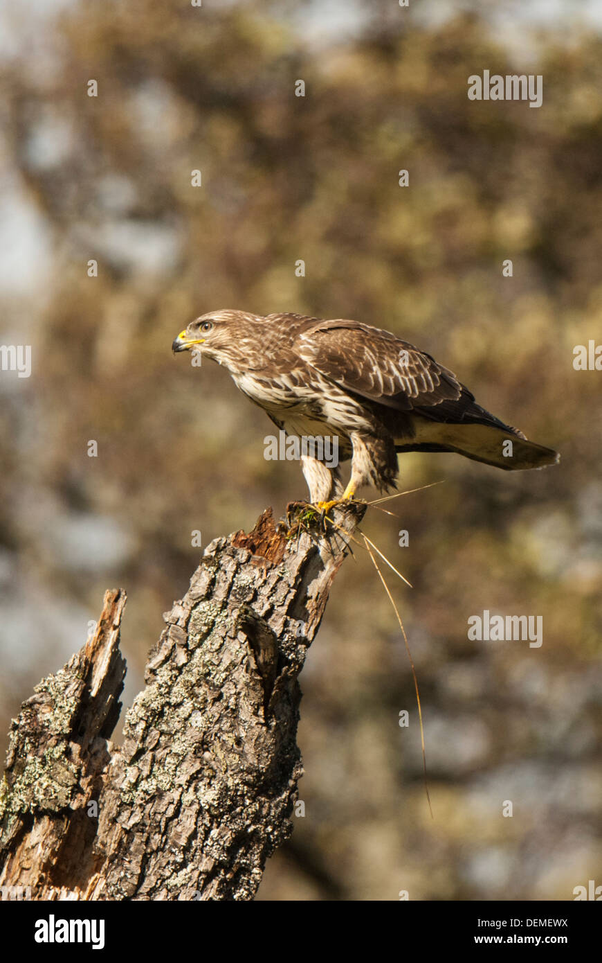 Findhorn valley buzzard hi-res stock photography and images - Alamy