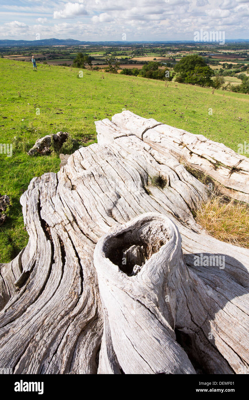 An ancient dead tree beneath Bredon hill in the Vale of Evesham ...