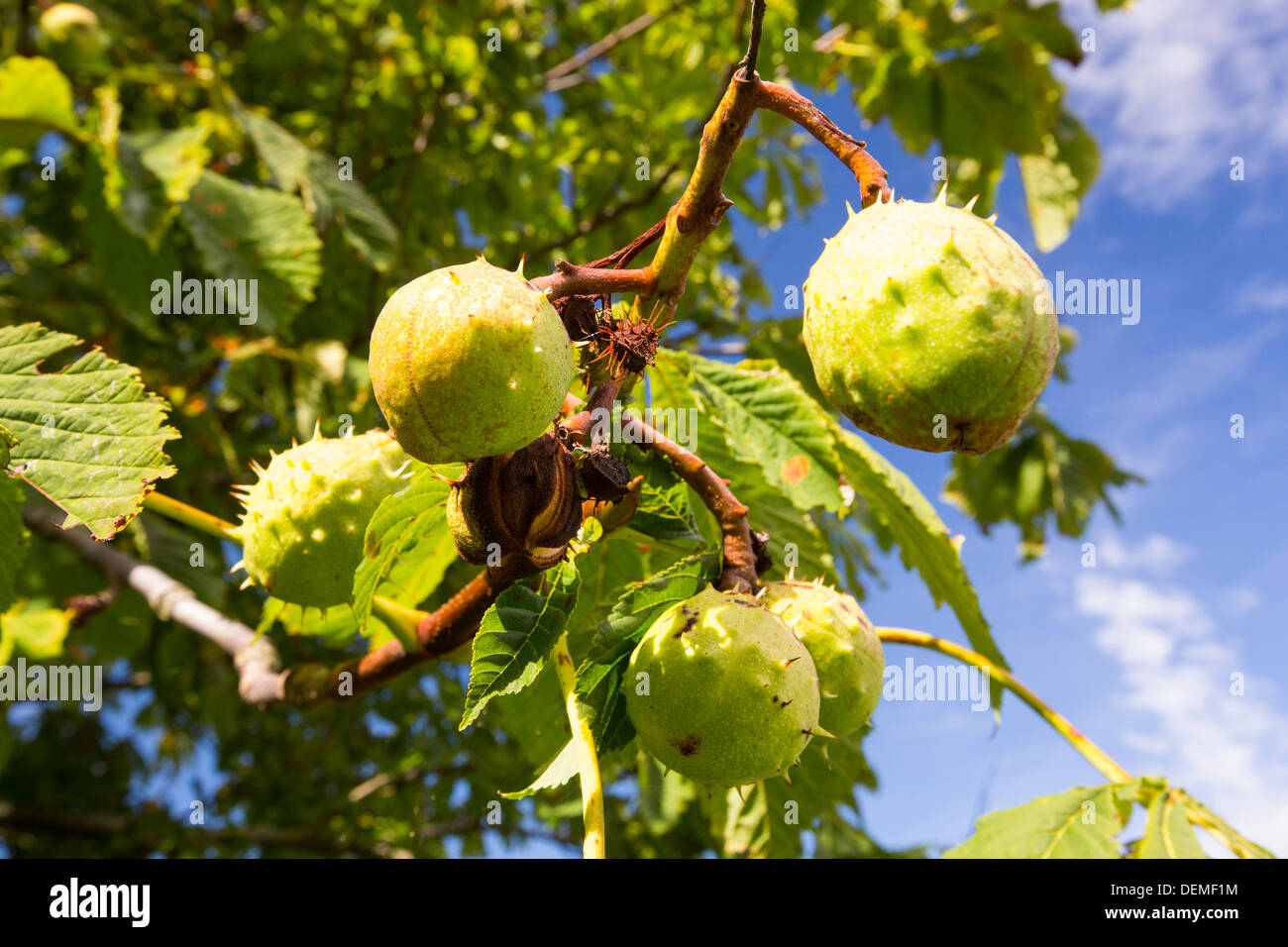 Horse Chestnuts on a Horse Chestnut tree, Vale of Evesham, UK Stock ...