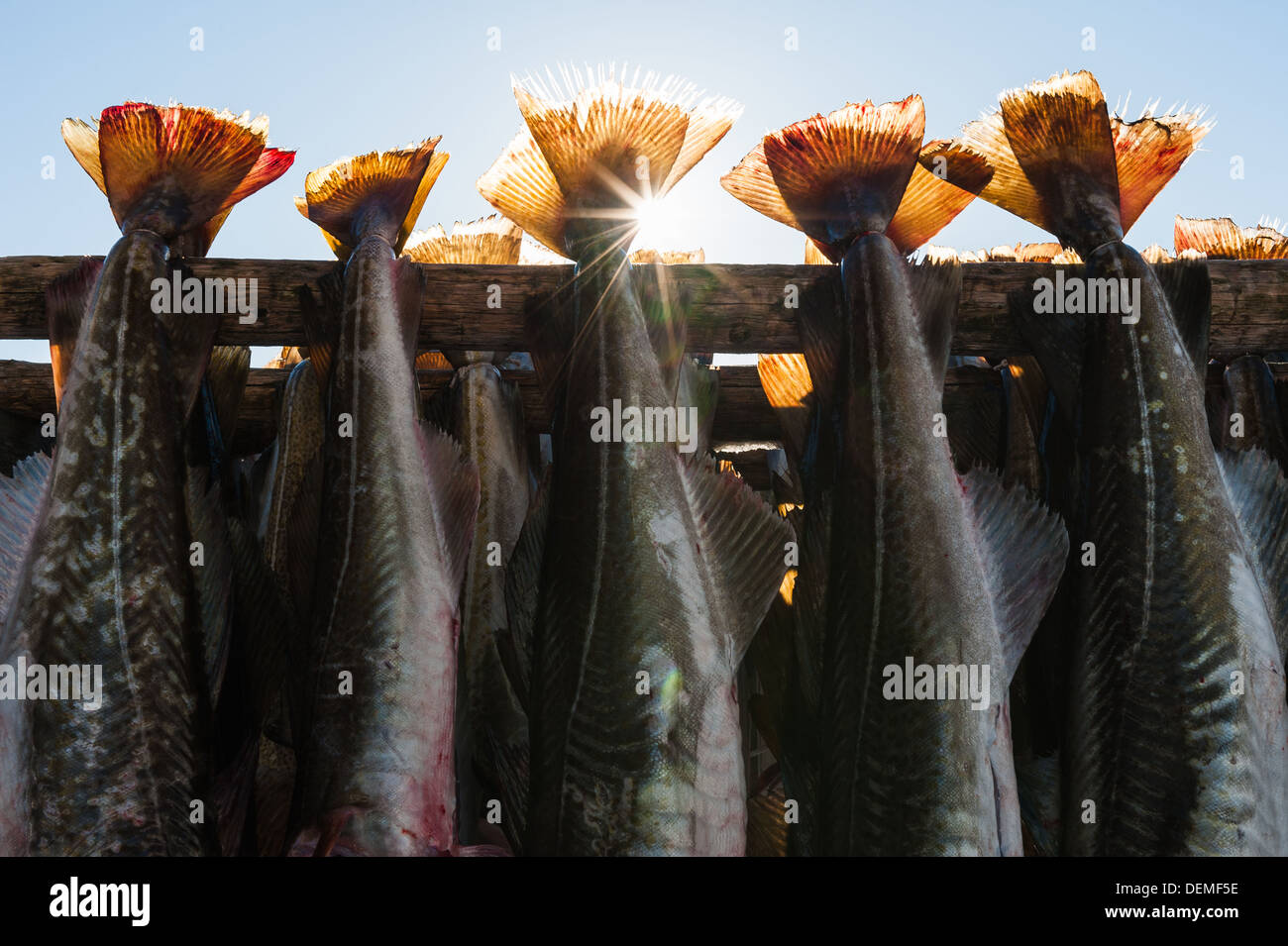 Sun shining through fish hanging up to dry, Norway Stock Photo - Alamy