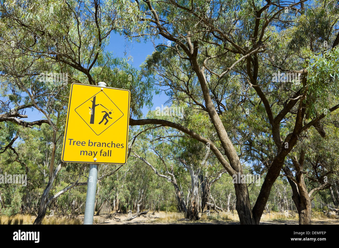 Eucalyptus Trees, Yanga Mamanga, Balranald, New South Wales, NSW ...