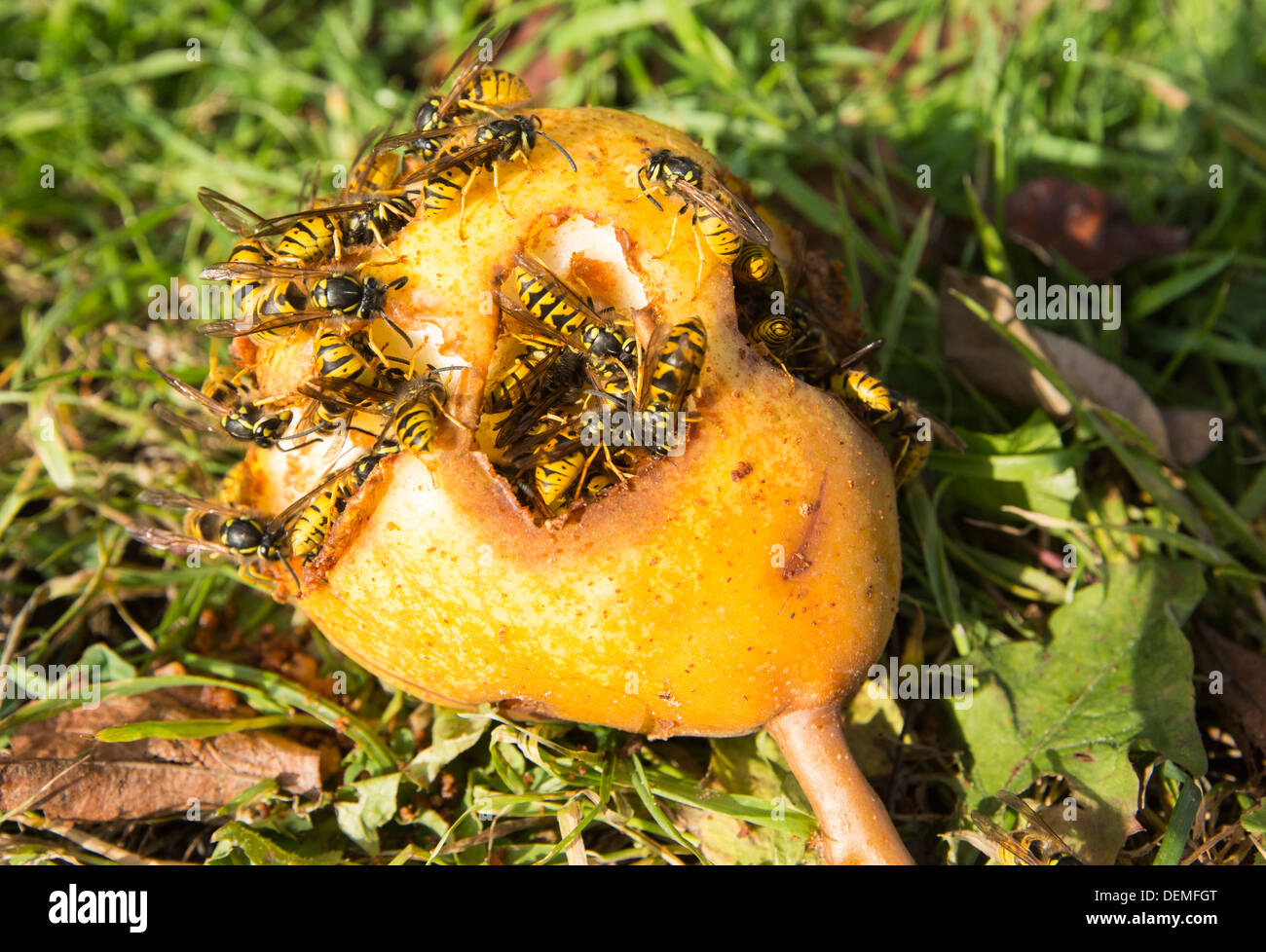 Wasp uk food hi-res stock photography and images - Alamy