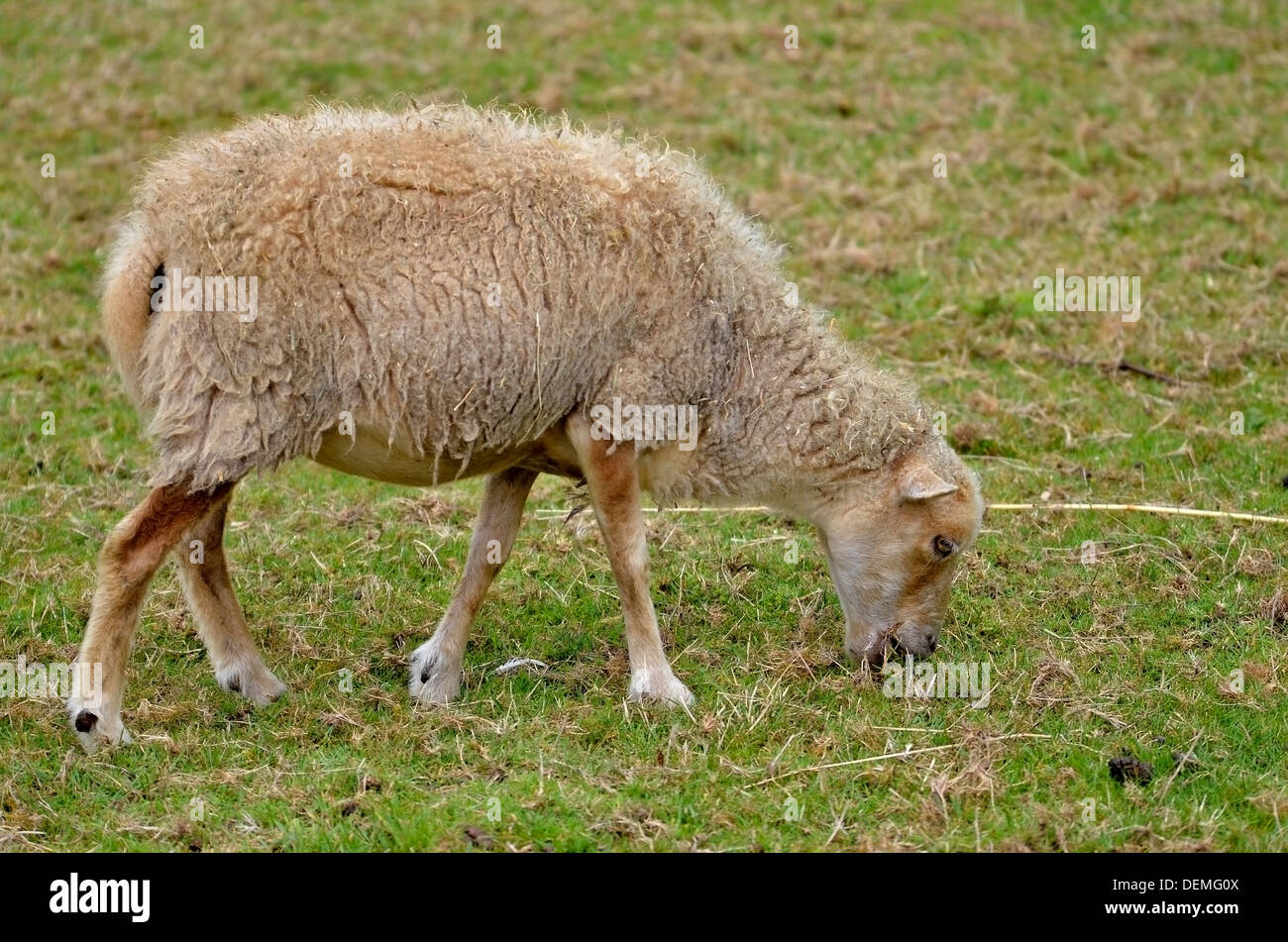 Sheep eating grass farm hi-res stock photography and images - Alamy