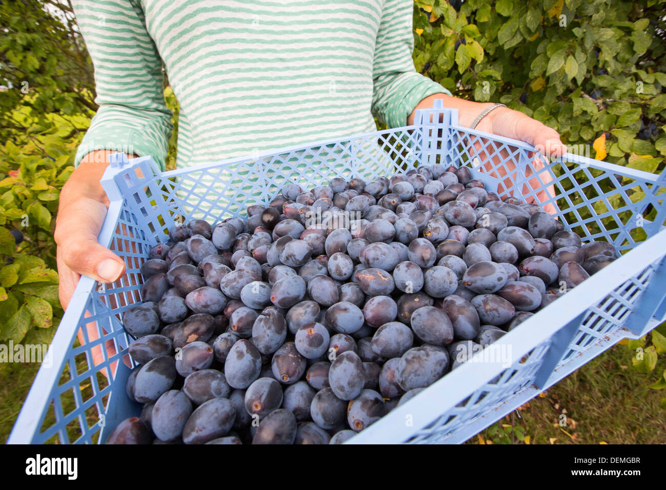 Picking damsons hi-res stock photography and images - Alamy