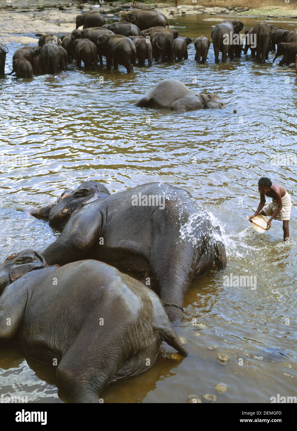 Elephants kegalla district hi-res stock photography and images - Alamy