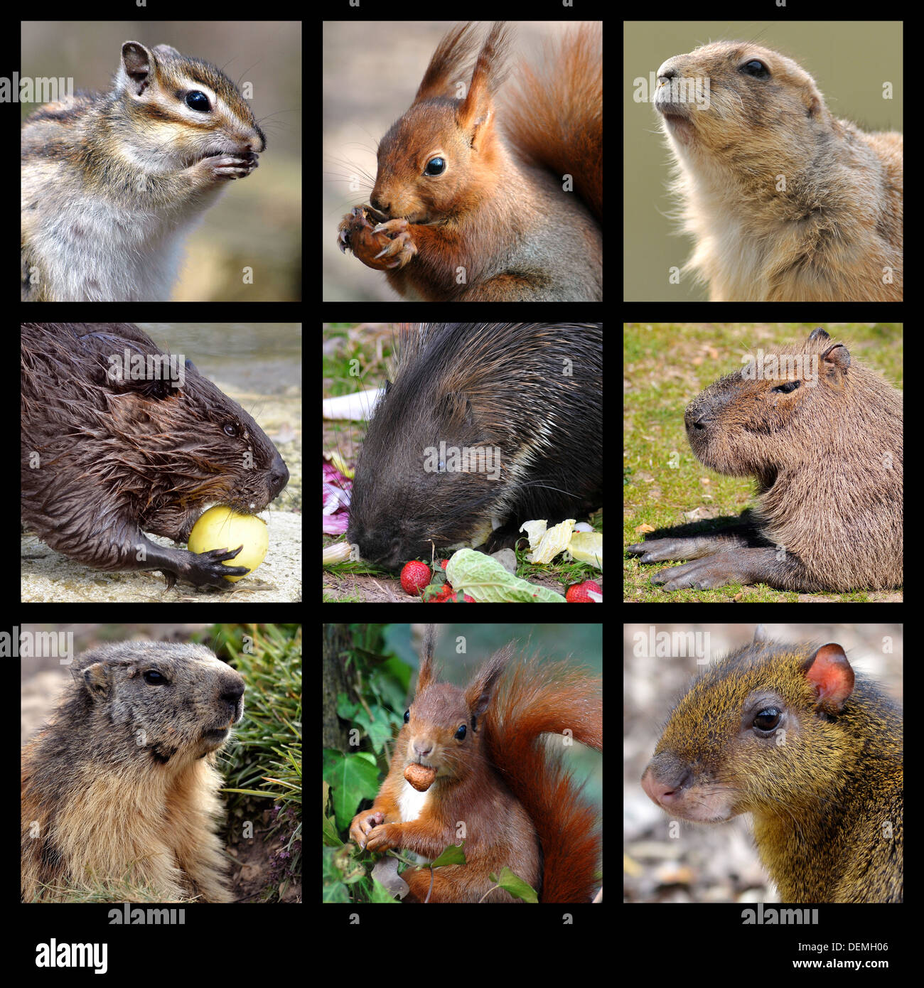Capybara photos hi-res stock photography and images - Alamy
