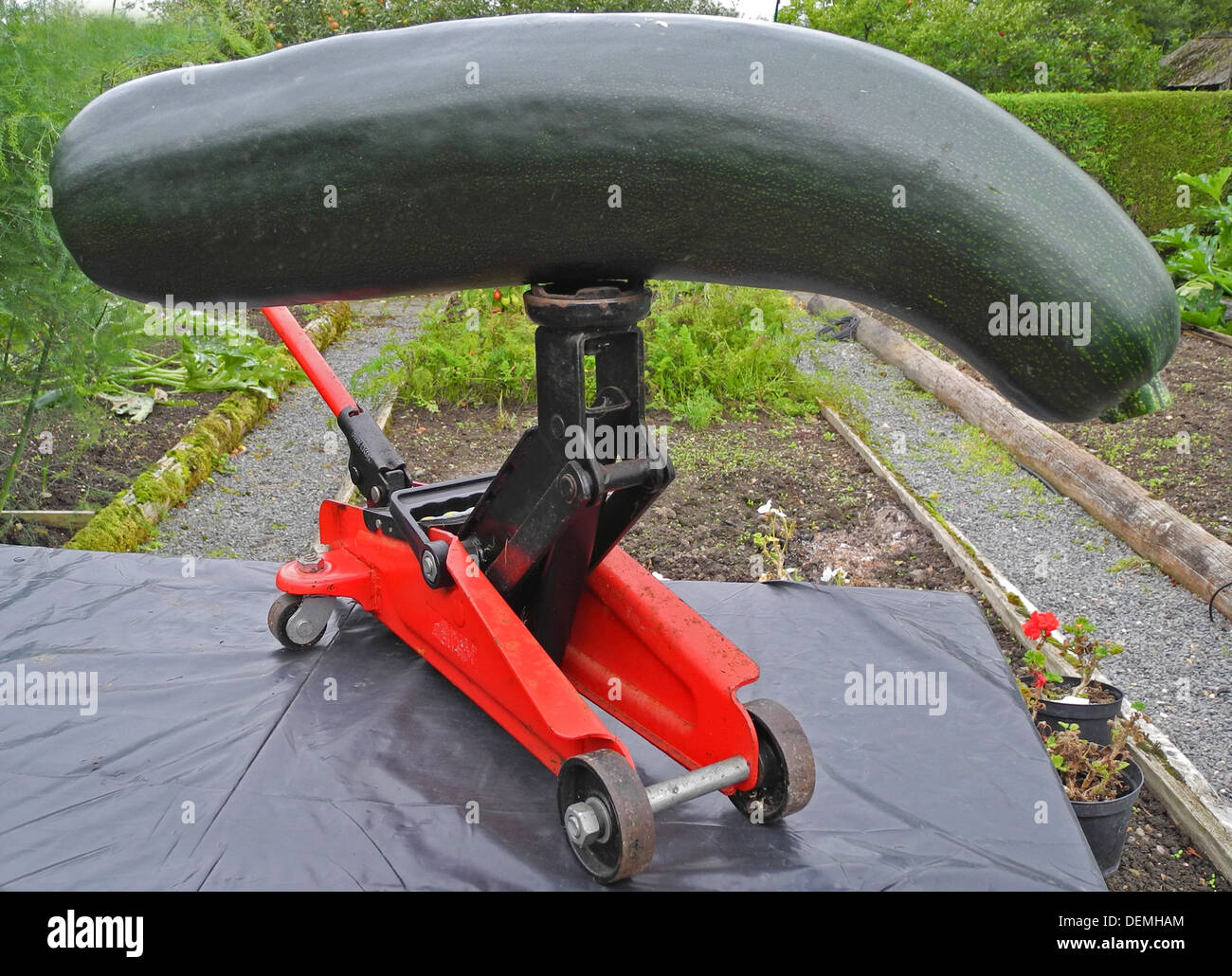 Giant Marrow Stock Photo, Royalty Free Image: 60688956 - Alamy
