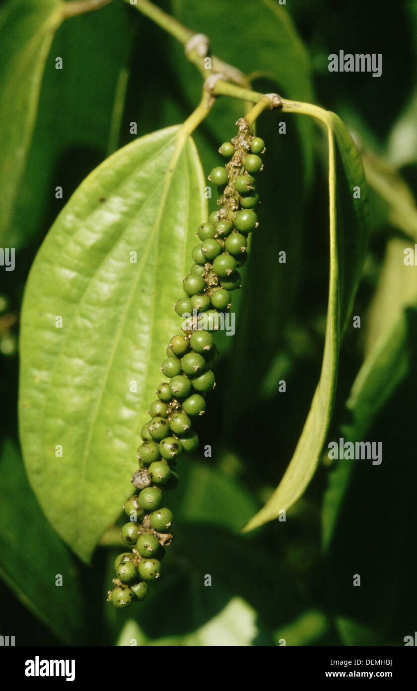 Sarawak Pepper Stock Photos & Sarawak Pepper Stock Images - Alamy