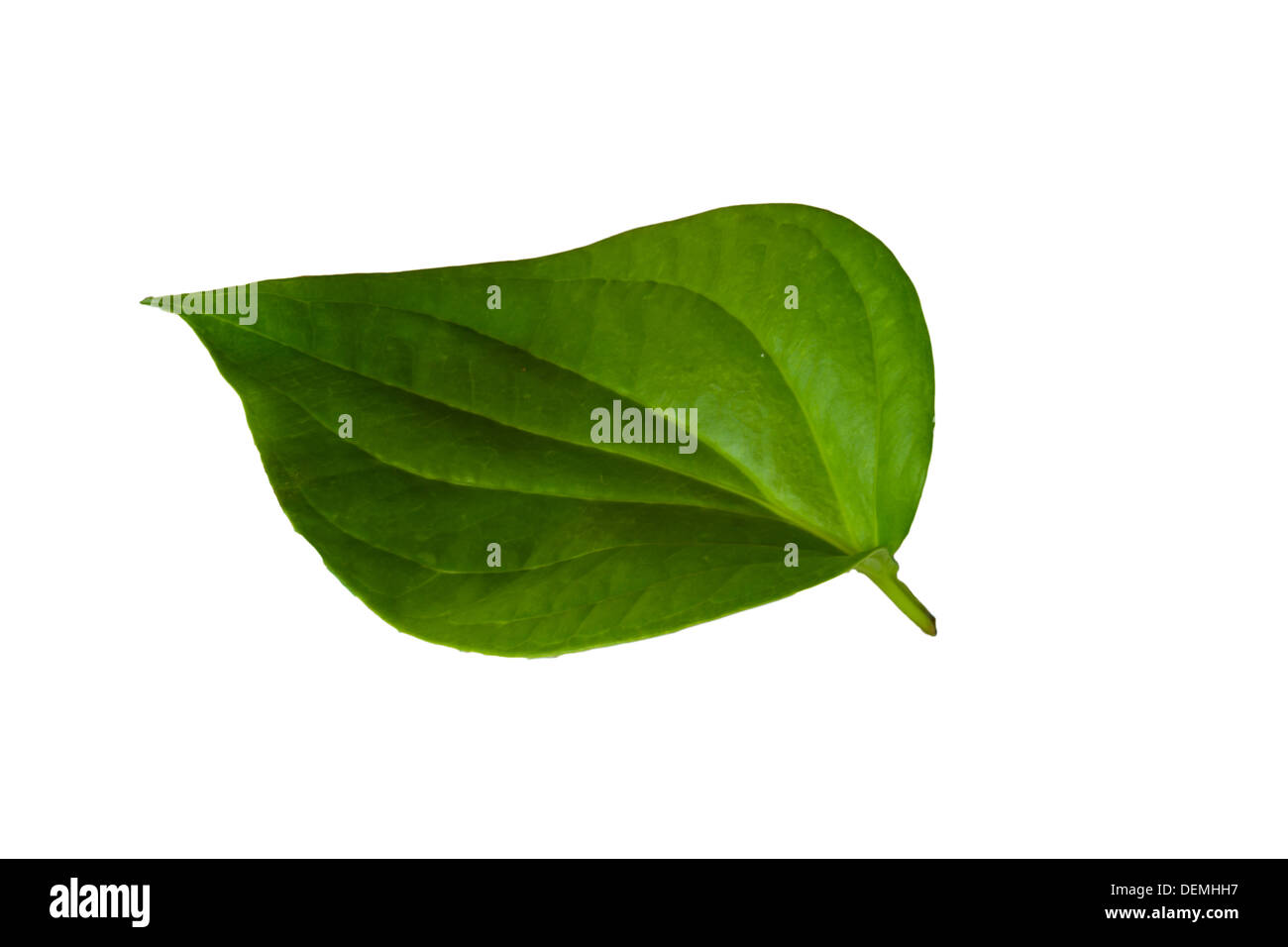 Piperaceae hi-res stock photography and images - Alamy