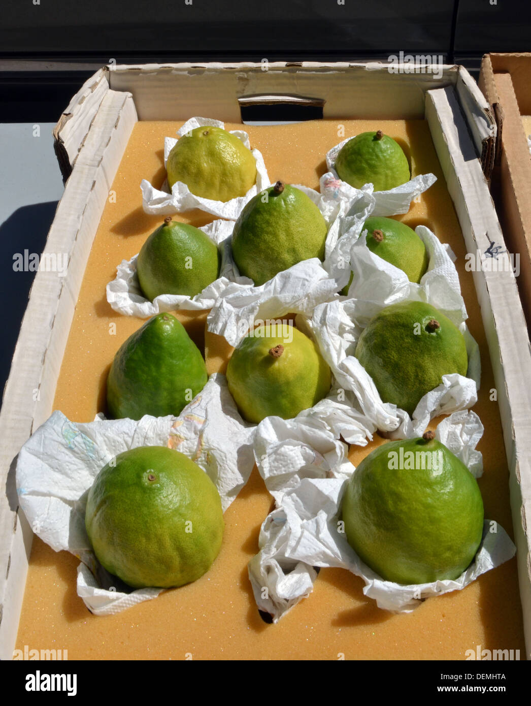 Esrogim for sale prior to the Jewish holiday, Sukkot. On Kingston ...