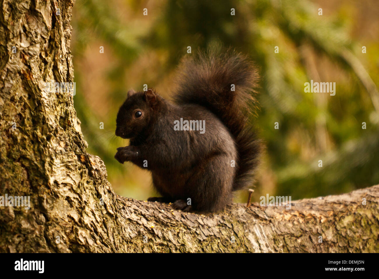 North American Black Squirrel in a tree Stock Photo - Alamy