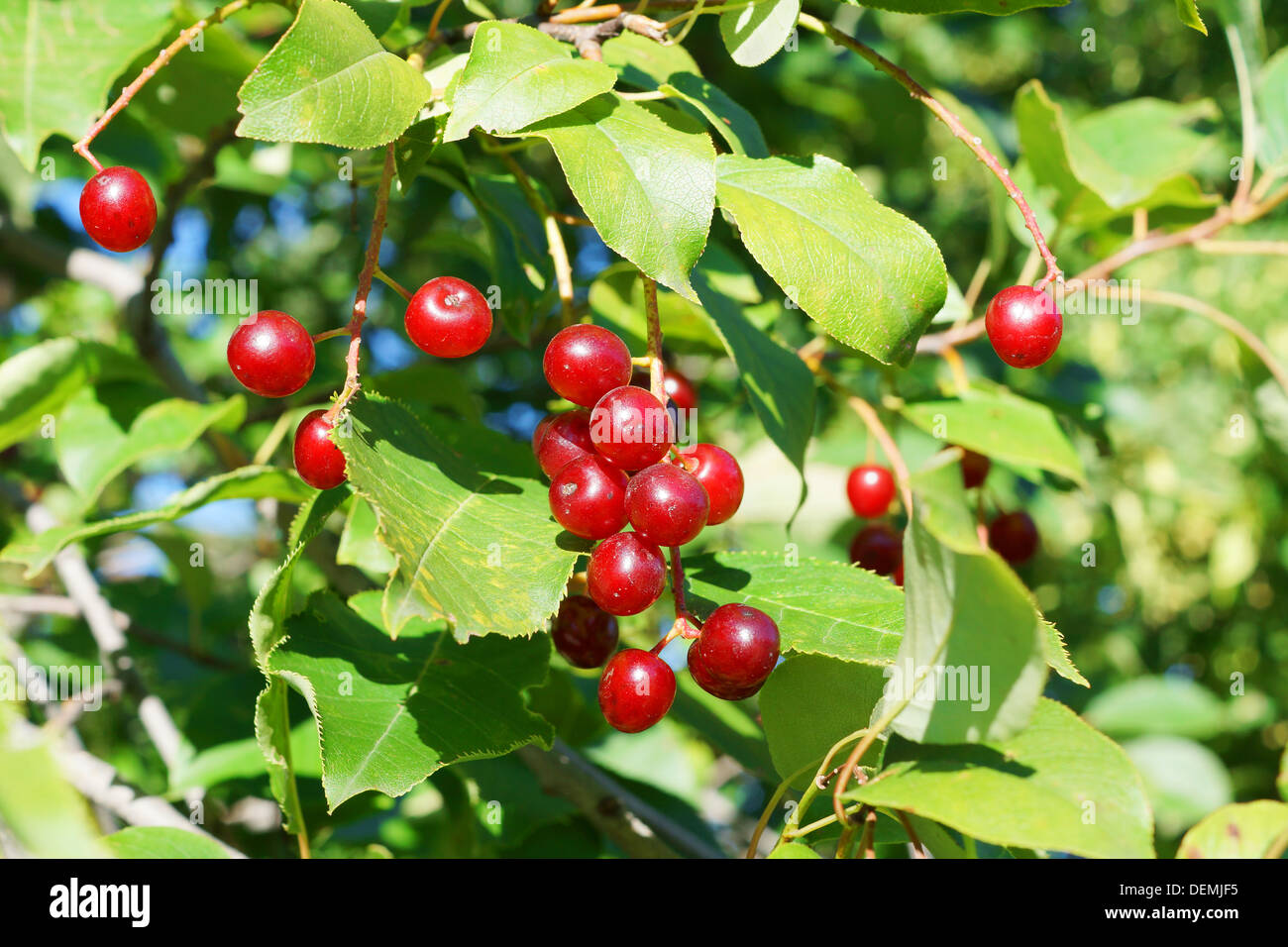 Pin cherry tree hi-res stock photography and images - Alamy