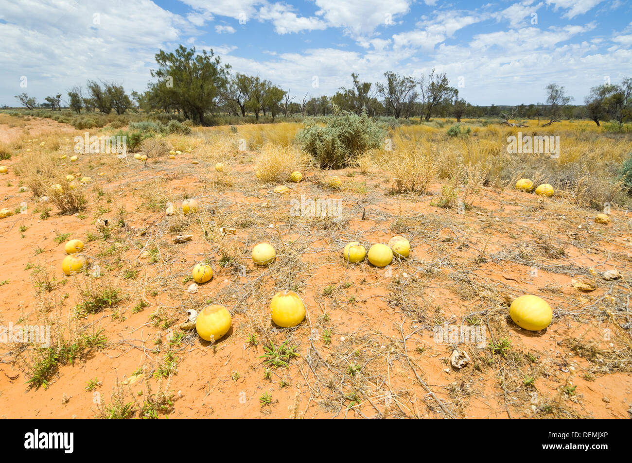 Wild Paddy Melons, Mungo National Park, New South Wales, Australia ...