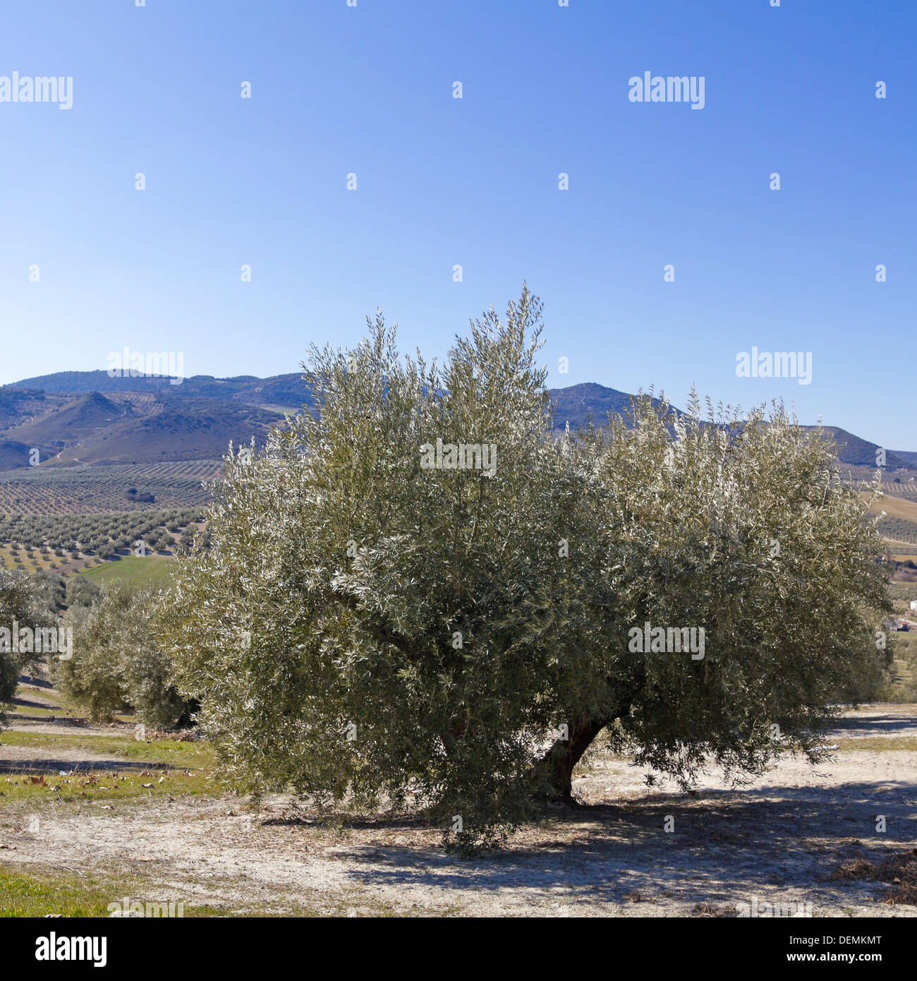 Olive orchards in the Andalusia region of Spain Stock Photo - Alamy
