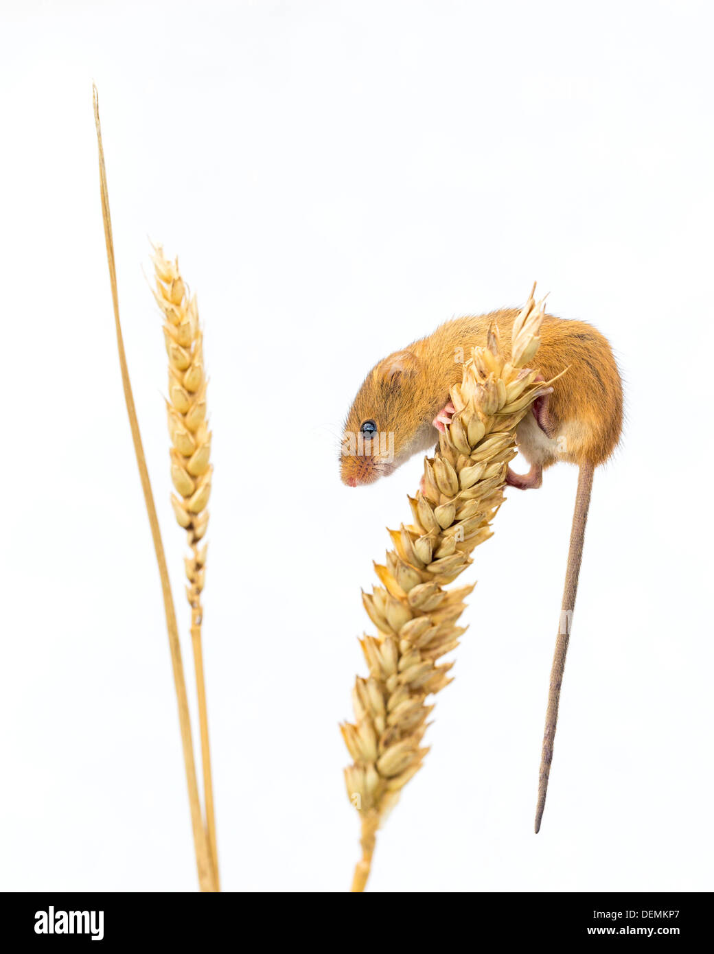 Cut-out of a harvest mouse ( Micromys minutus) clinging to an ear of ...