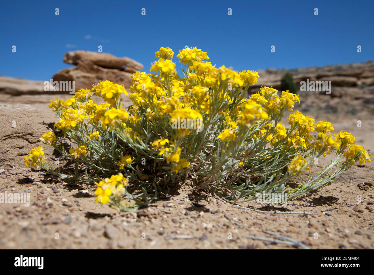 Wildflower along a hiking trail in Chaco Culture National Historical ...