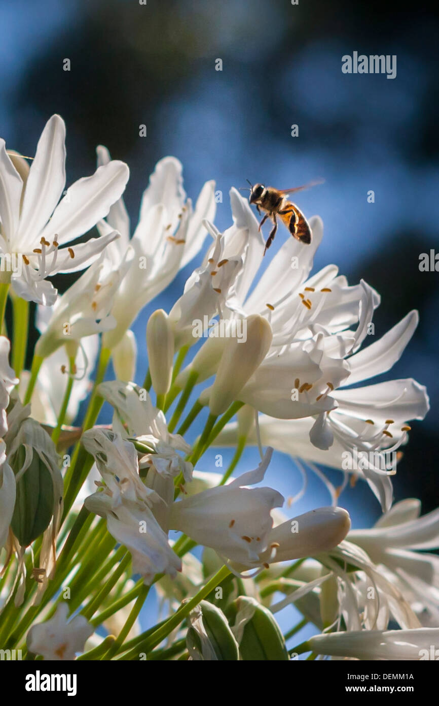 Bee and flower Stock Photo - Alamy