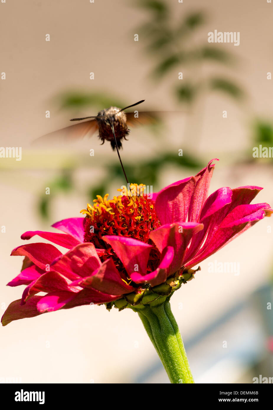 Flower friends again Stock Photo - Alamy