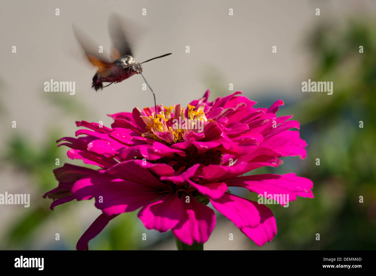 Butterfly friends hi-res stock photography and images - Alamy