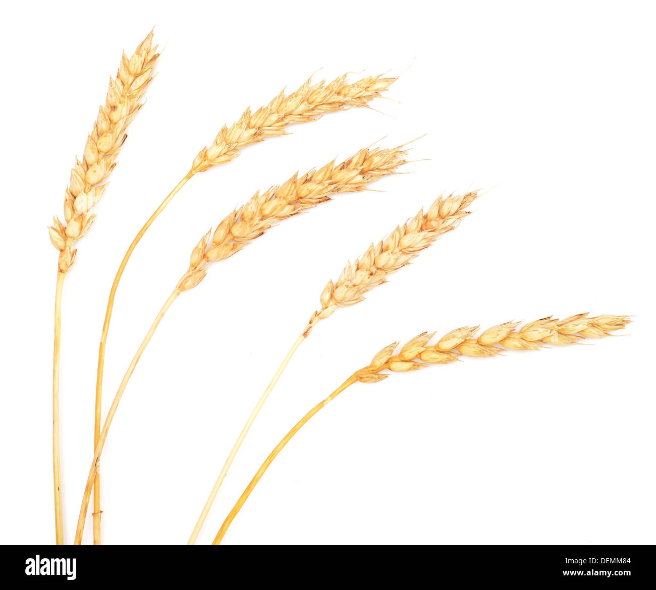 Wheat straw on field Cut Out Stock Images & Pictures - Alamy