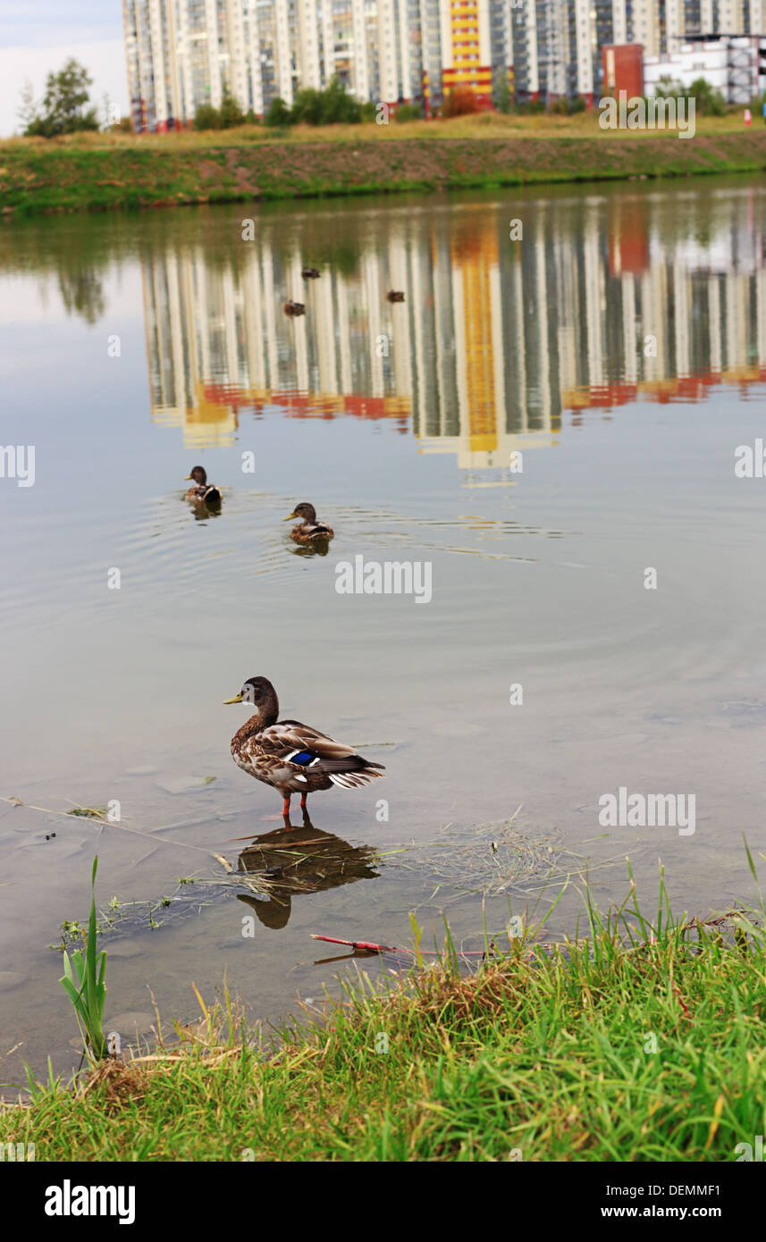 City ducks hi-res stock photography and images - Alamy