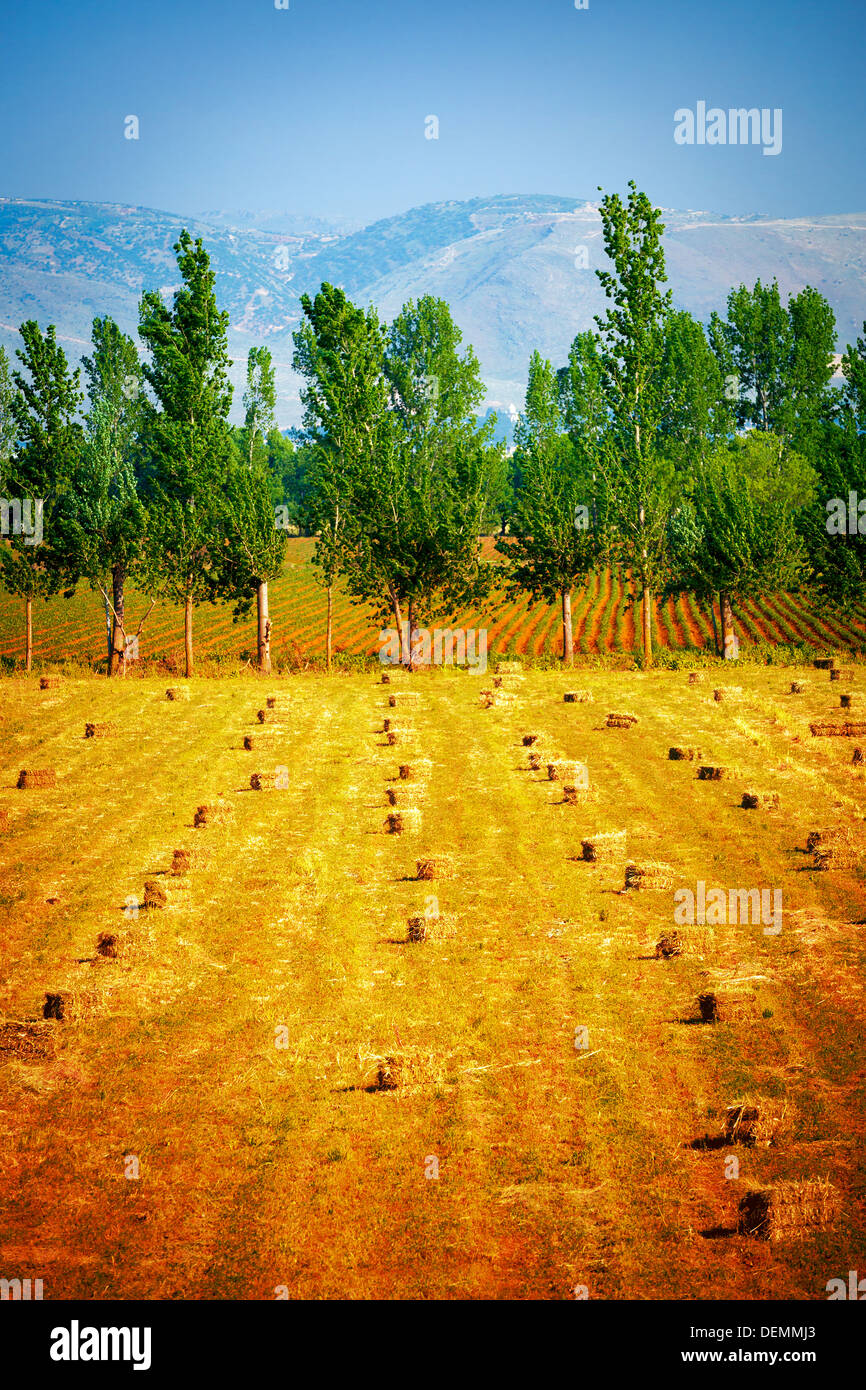 Crop reaping hi-res stock photography and images - Alamy