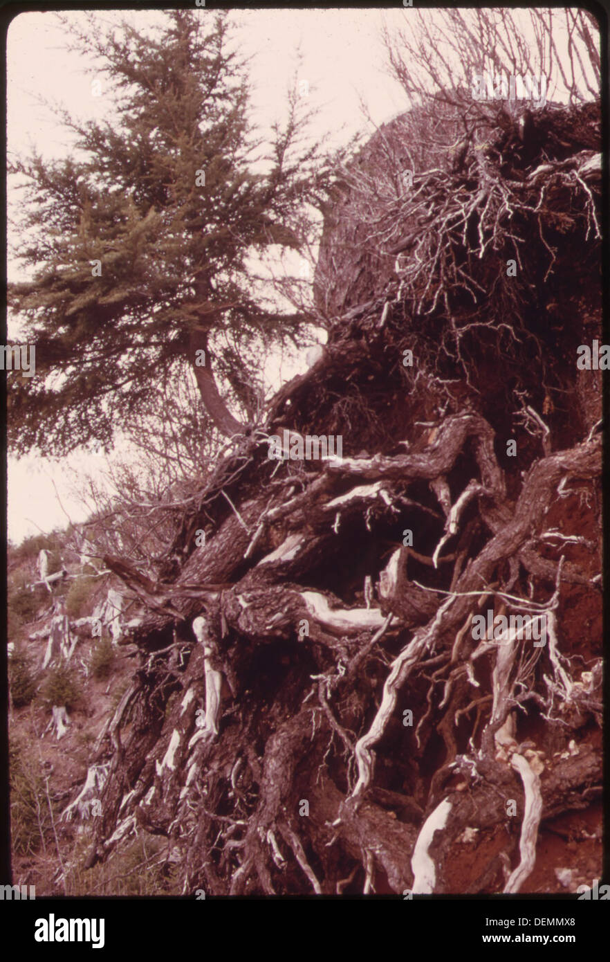 TREE ROOTS EXPOSED BY EROSION IN OLYMPIC NATIONAL TIMBERLAND ...