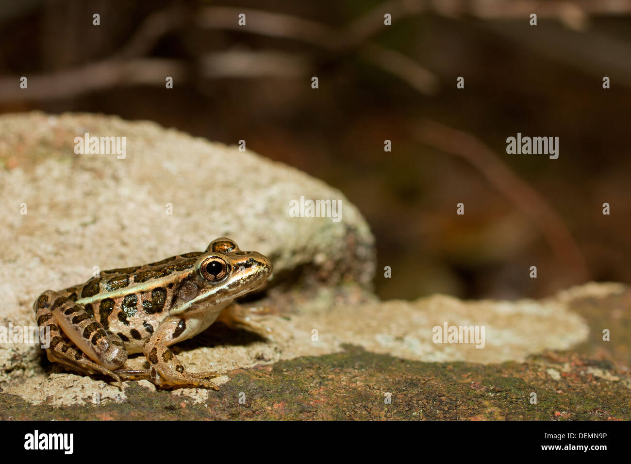 Pickerel frog - Lithobates palustris Stock Photo - Alamy