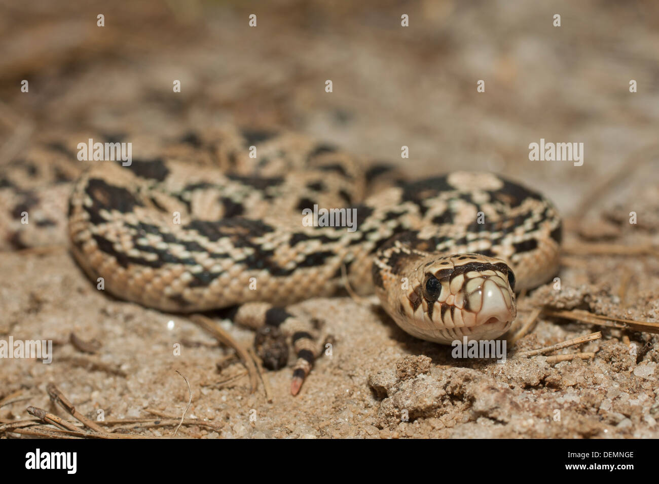Northern pine snake hi-res stock photography and images - Alamy