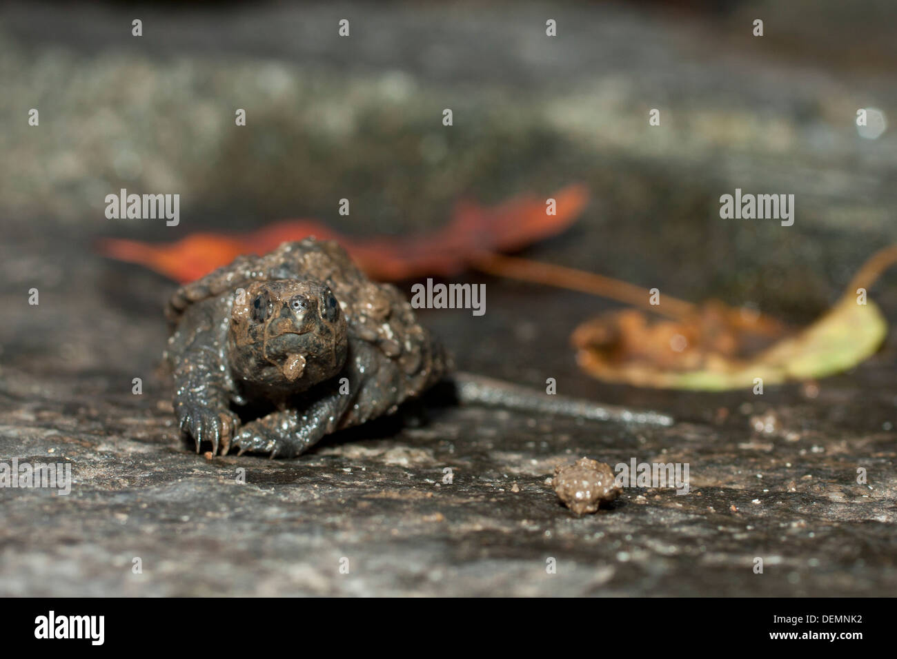 Hatchling snapping turtle chelydra serpentina hi-res stock photography ...