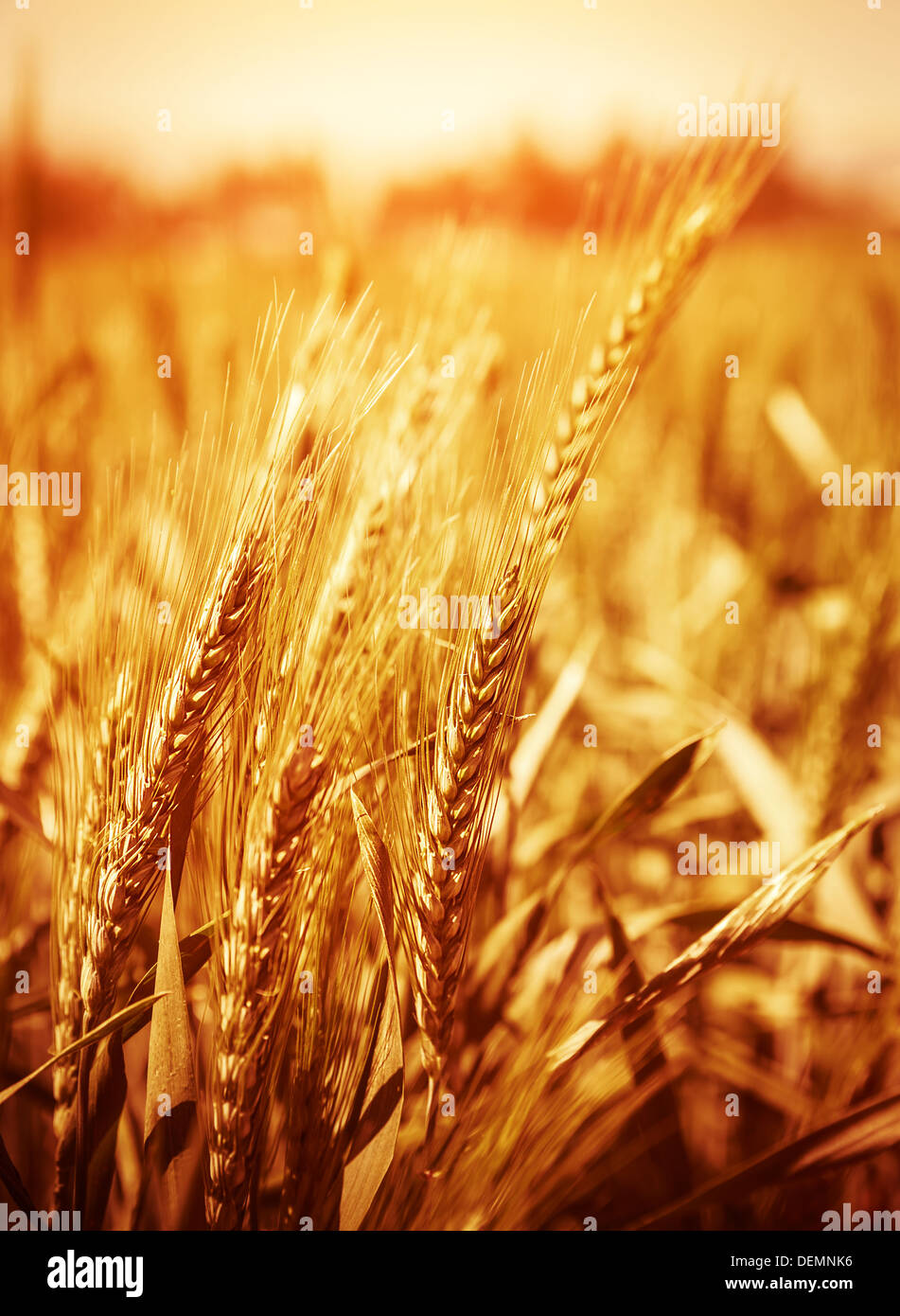 Soft field background hi-res stock photography and images - Alamy