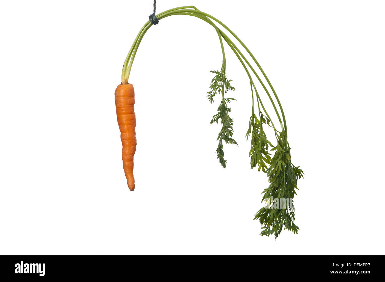 Dangling a carrot hi-res stock photography and images - Alamy