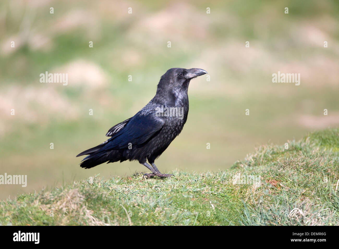 Raven uk hi-res stock photography and images - Alamy