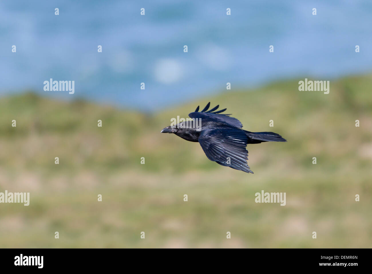 Raven flying hi-res stock photography and images - Alamy