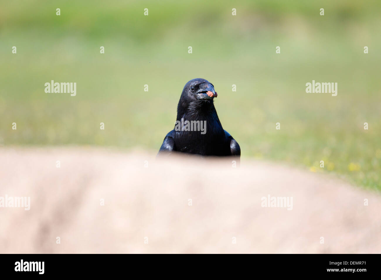 Raven food hi-res stock photography and images - Alamy