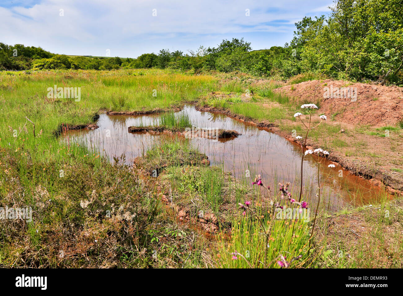 Red River Project; Bell Lake Marsh; Nature Reserve; Cornwall; UK Stock ...
