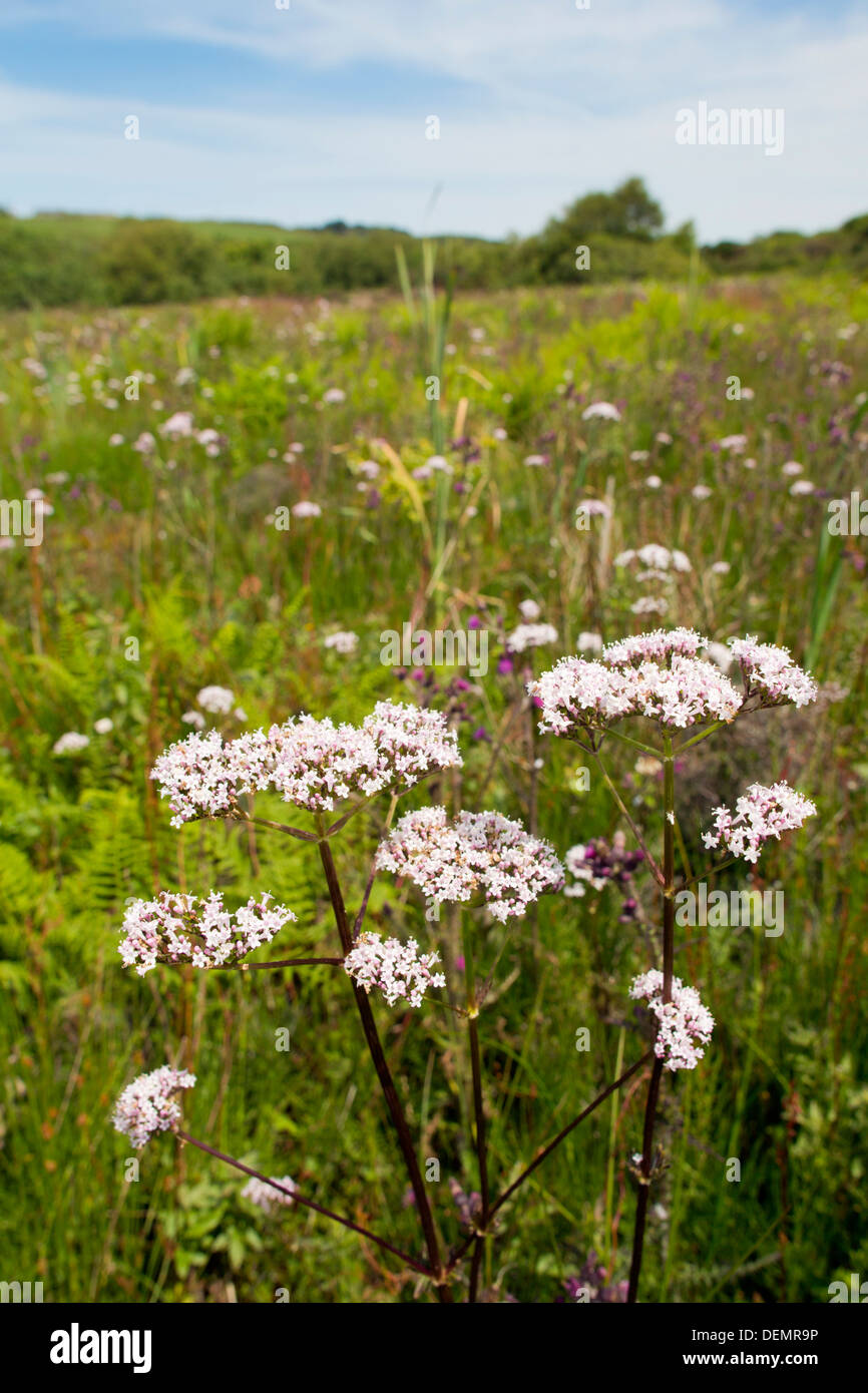Marsh nature hi-res stock photography and images - Alamy