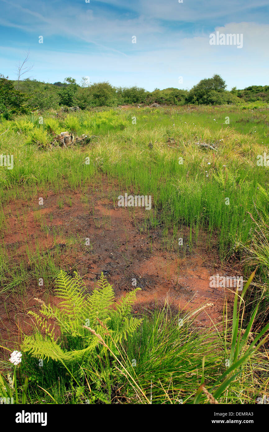 Red River Project; Bell Lake Marsh; Nature Reserve; Cornwall; UK Stock ...