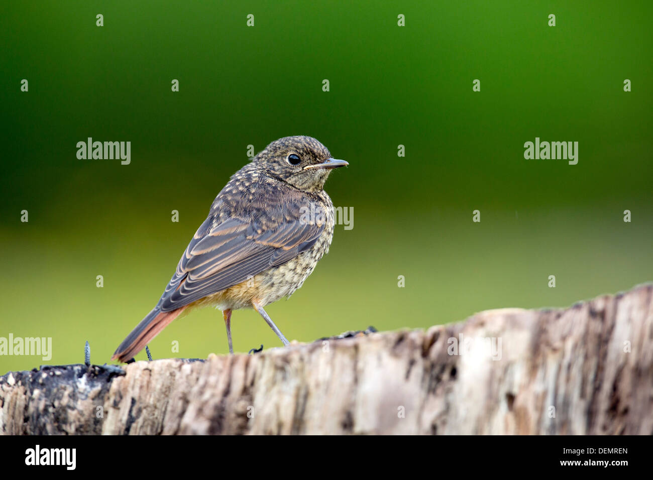 Juvenile redstart hi-res stock photography and images - Alamy