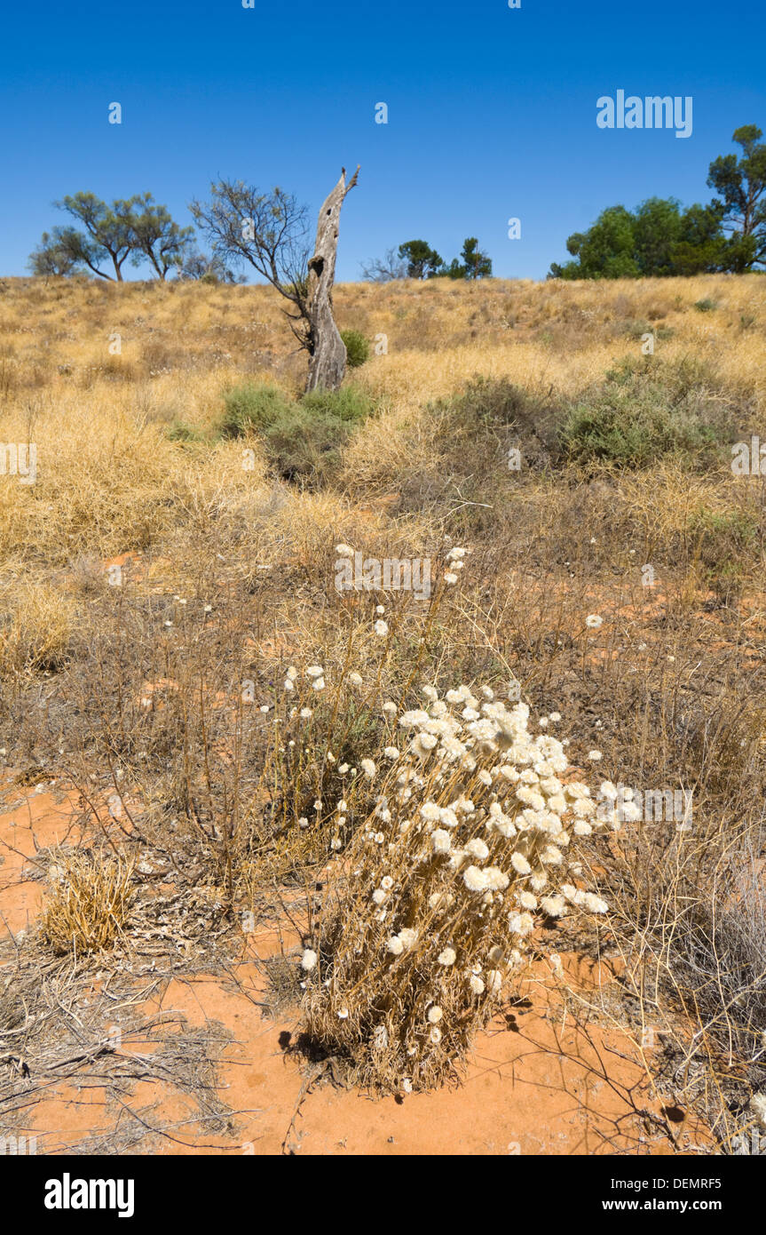 Outback flowers south australia hi-res stock photography and images - Alamy