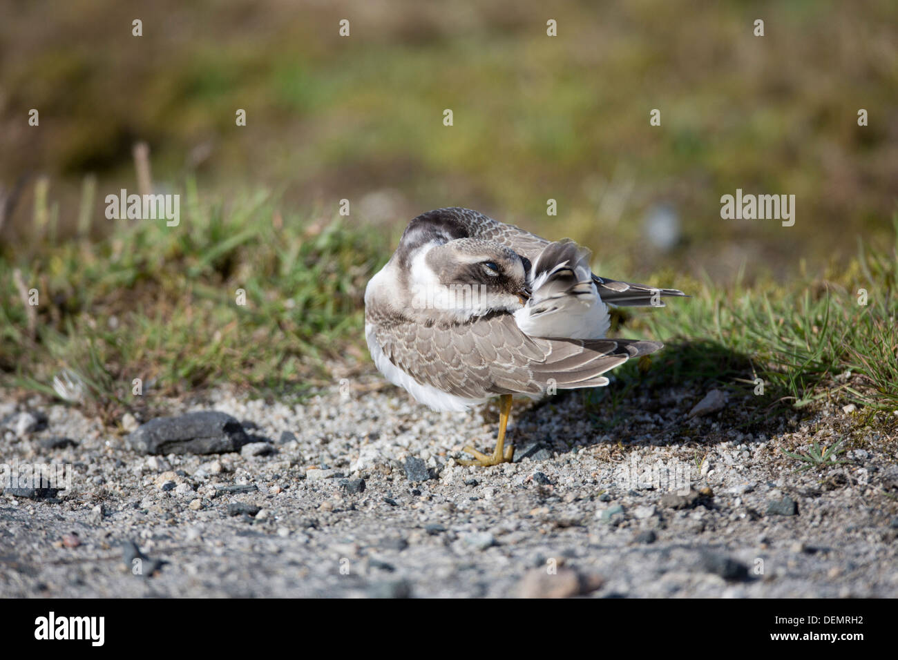 Ringed Plover; Charadrius hiaticula; Juvenile Preening; UK Stock Photo ...
