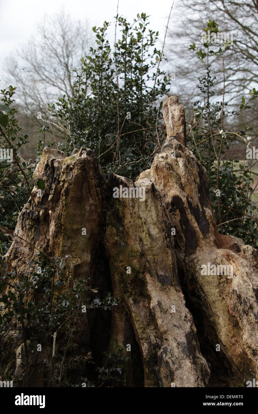 Dead tree stump on the outskirts of a Dutch woodland Stock Photo - Alamy