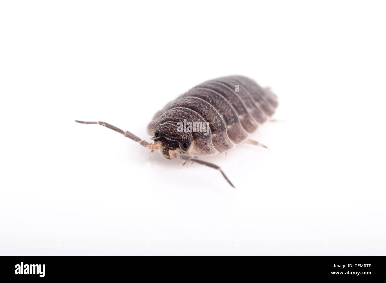 Common woodlouse, Oniscus asellus, UK Stock Photo - Alamy